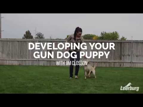 Developing Your Gun Dog Puppy Using Marker Training