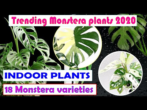 18 TRENDING MONSTERA PLANTS VARIETIES WITH NAME IDENTIFICATION.