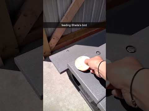 feeding Sheila's bird