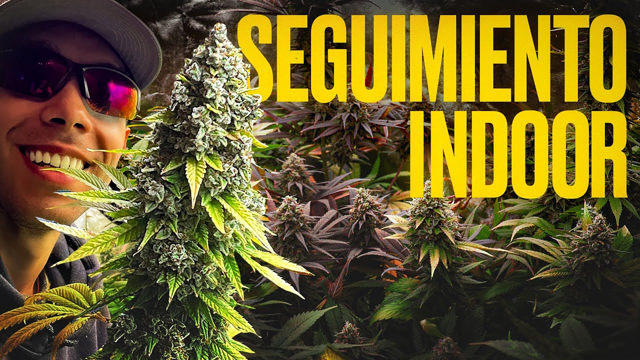 Floración y Cosecha en Interior con Sweet Seeds® y ViparSpectra KS5000