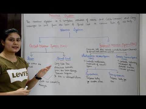Nervous System in Hindi | Brain | Spinal Cord | Central & Peripheral Nervous System