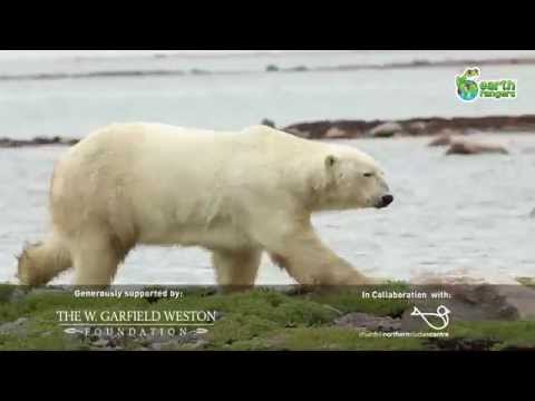 Enter the Arctic Explorer Contest