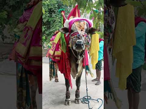 #Big gangireddu(bull) with music in festival of sankranthi
