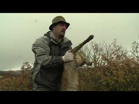“Caucasian Sheep-Dog vs. Wolf”, Georgian National Film Center | Guard ...