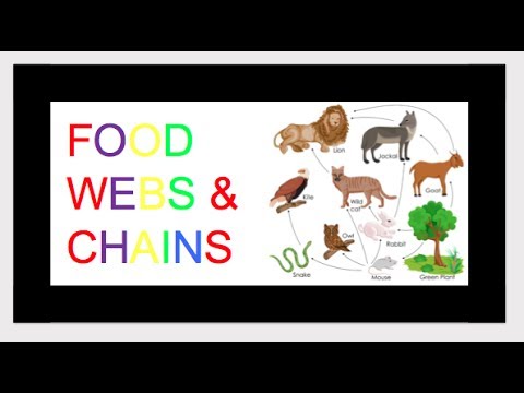 Food Chains and Food Webs for Kids ***KIDZVIDZ***