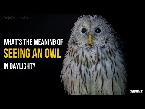 Symbolism of the Owl the One who sees