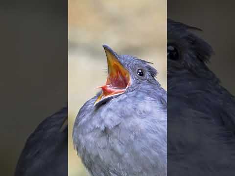 Most dangerous bird in the world voice #facts #shorts #yrending #nsmns