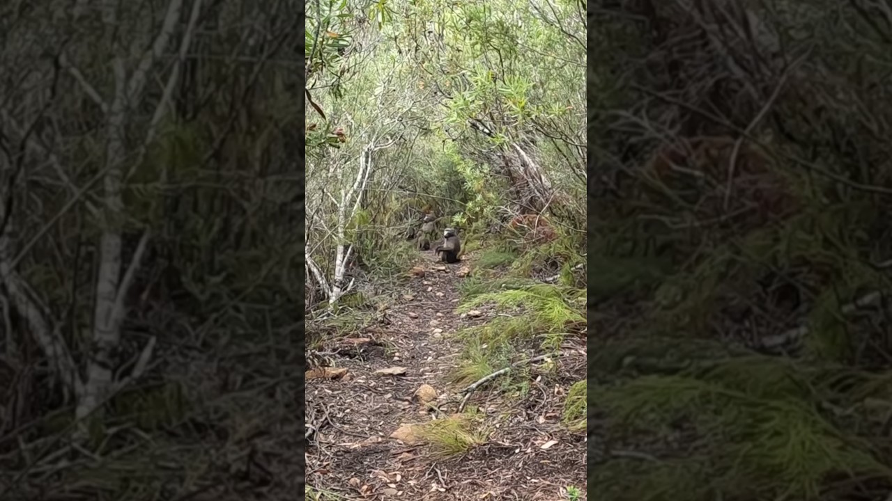 Baboons approach hikers on the Tsitsikamma Trail.