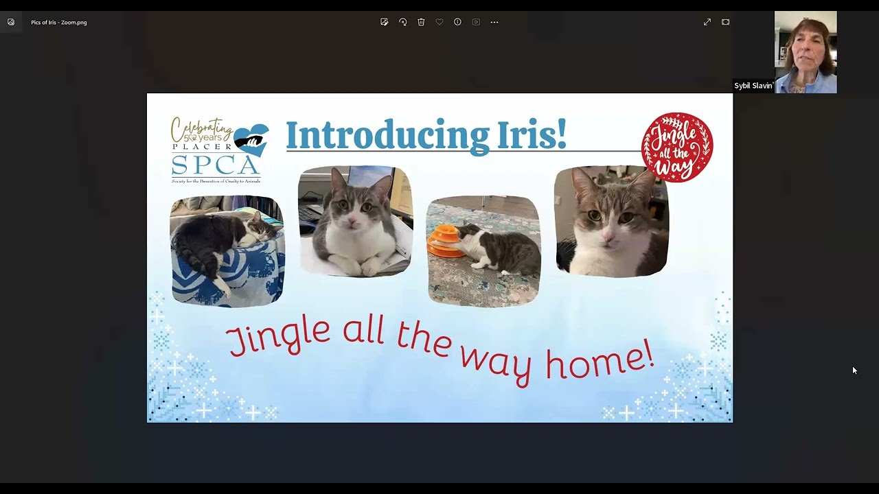 Introducing Iris the Cat