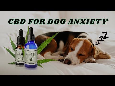 CBD Helps Pet Anxiety 🐕 Journal Of Animal Science