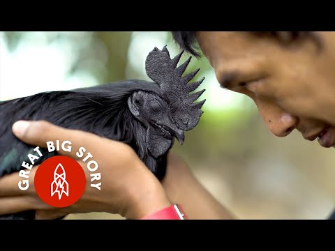 None More Black Than This Chicken