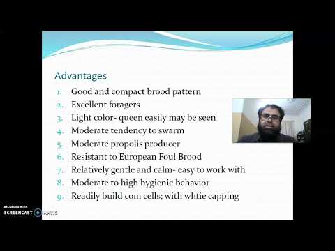 Advantages and Disadvantages of Apis mellifera ligustica