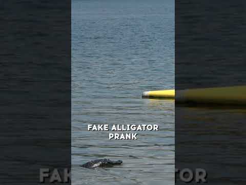 Fake alligator prank 🐊