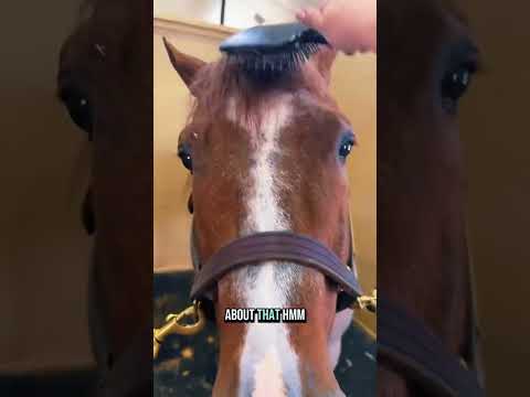 Grooming my stallion VS Code Red ( Waylon) — this never gets old.