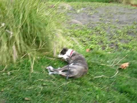 Panya playing at UofT at 9 weeks