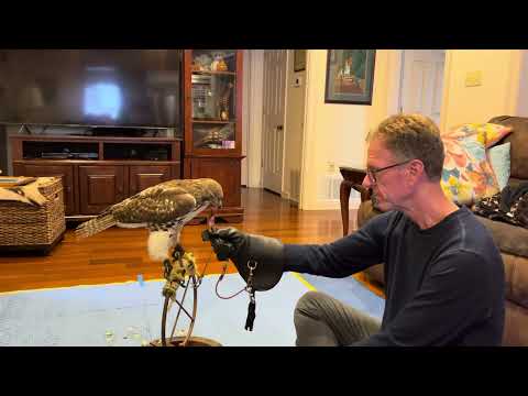Training: Falconry Fundamentals: Mastering the 1st Big Step to the Fist!”
