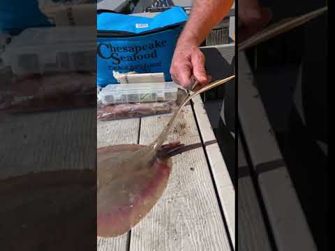 Just where is the barb on a stingray....
