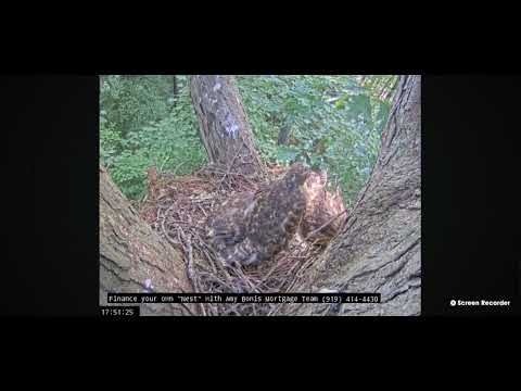 Wake Forest Red Shouldered Hawks 5/25/2024 17:41