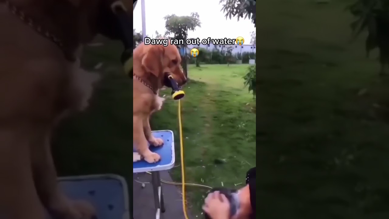 HELL NAH☠️ #funny #comedy #dog #shorts