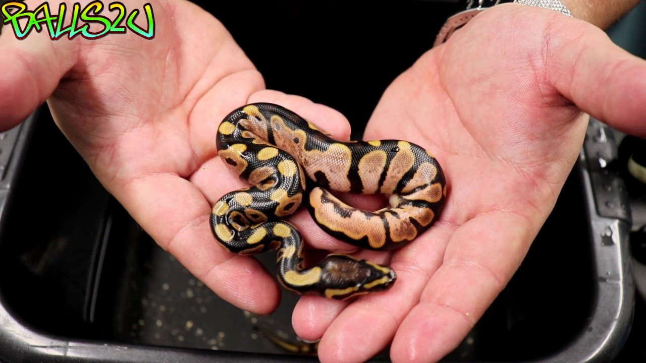 Calico het VPI Axanthic clean up