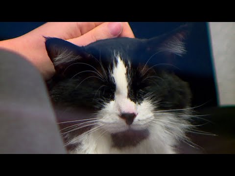 New Tacoma cafe is the cat's meow