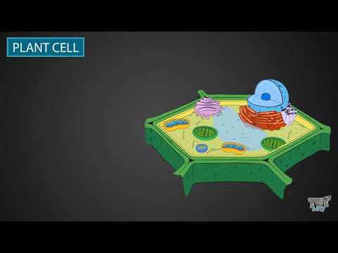 Plant Cells | Grade-7, 8 | Science | Tutway |