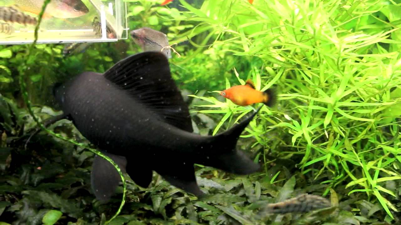 Freshwater Sharks for Aquarium • (Types, Tank Mates & Care)