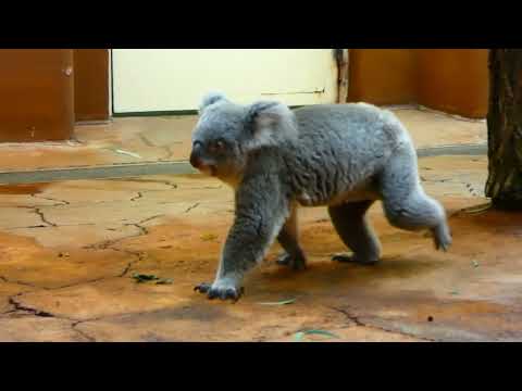 Koala Fütterung sitzt und rennt am Boden Tiergarten Zoo Schönbrunn Eukalyptus Blätter Futter Wien