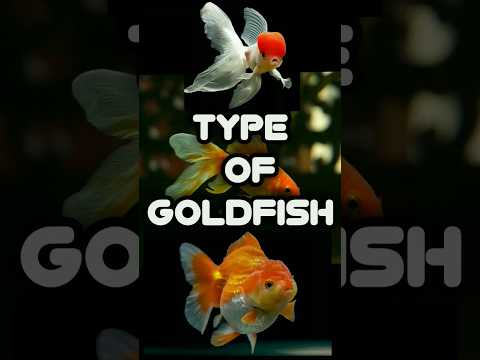 types of goldfish and prices πβ¨π³#shorts #short #aquarium#indian #goldfish#price #aquariumfish#viral