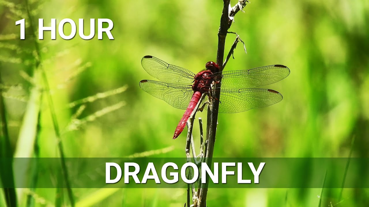 Dragonfly & Damselfly • 1 HOUR HD SCREENSAVER • Relaxing Classical Music