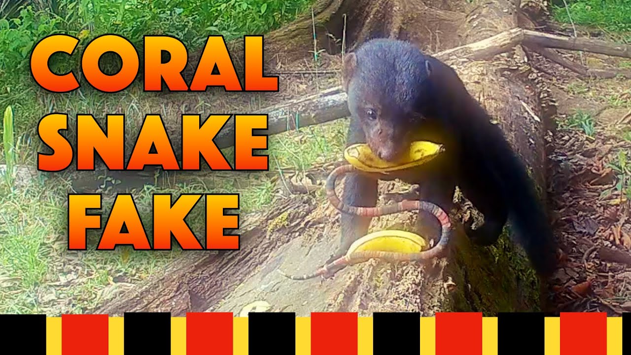 Coral Snake Colors: Do We Have It ALL Wrong?