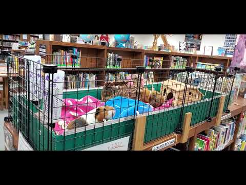 Furry library friends | Susan Manzke