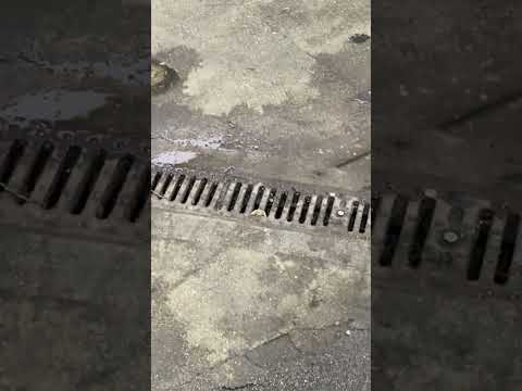 Lesser House Flies at a trash compactor.