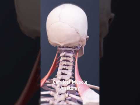 Cervical Muscle Anatomy