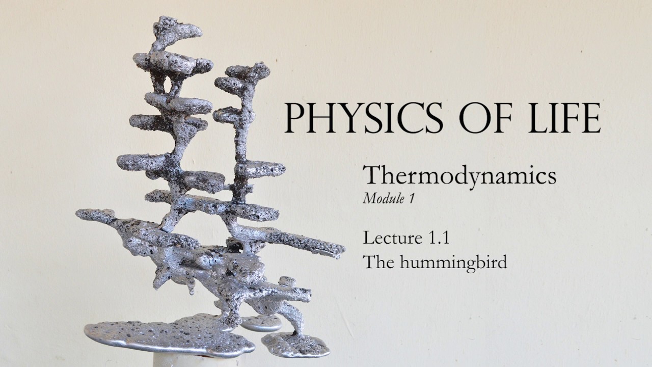 Lecture 3. The hummingbird