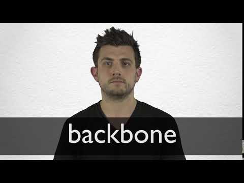 BACKBONE definition in American English | Collins English Dictionary