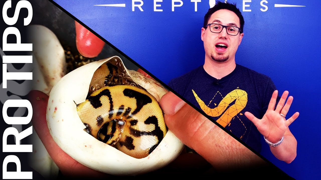 Should you cut your Ball Python eggs? Pros & Cons
