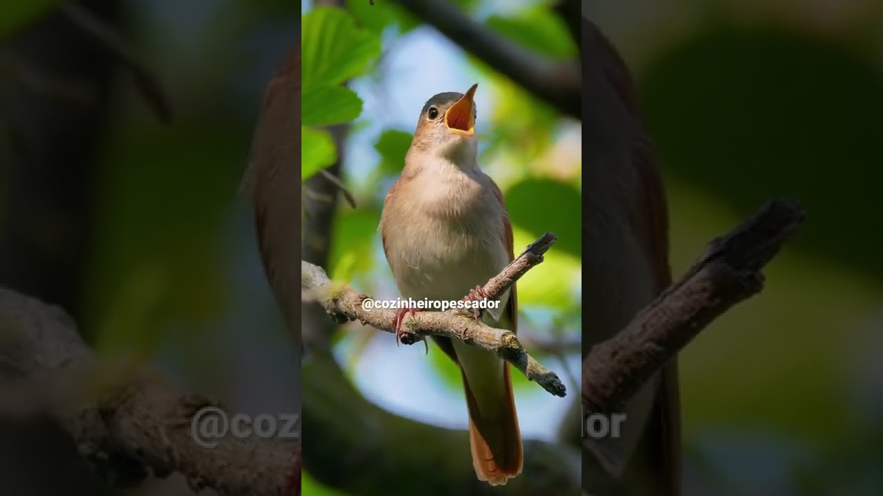 ASMR - Passarinho cantando na natureza