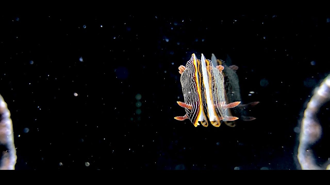 5 Facts About Sea Bunny Slug【SeaSeaTV】