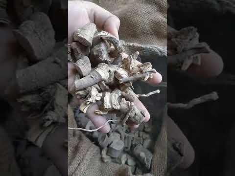 Herbal Roots and Herbal Seeds Manufacturer | The Herbs N Spices, Neemuch