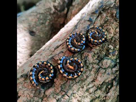 PATTERNS OF NATURE BY ADELYN DATO