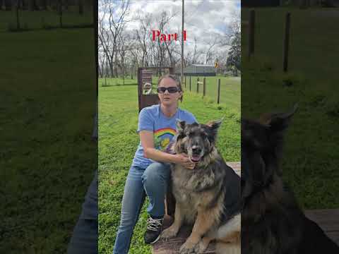 How to choose your dog trainer, Part 1! #dogtraining #dog #dogcoach #doglife #dogtrainer