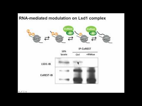MC Lee: Progenitor expansion and competence are controlled by Lsd1, PRC2 and non-coding RNAs.
