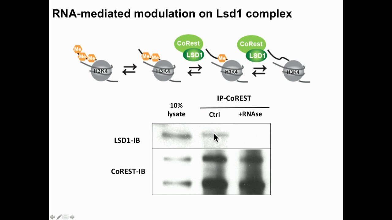 MC Lee: Progenitor expansion and competence are controlled by Lsd1, PRC2 and non-coding RNAs.