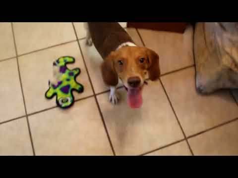 Video of adoptable pet named Bean