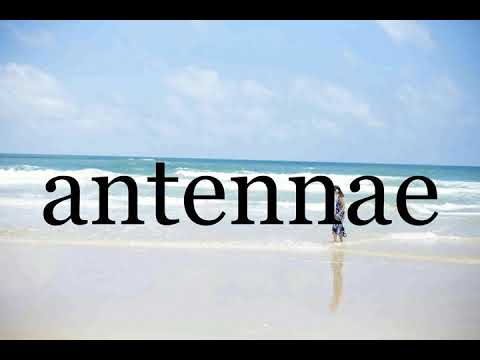 How To Pronounce antennae🌈🌈🌈🌈🌈🌈Pronunciation Of antennae