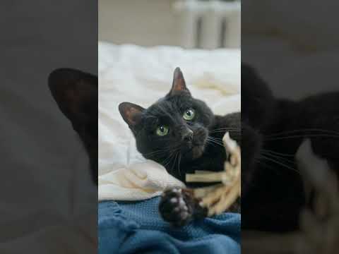 The Science Behind Cat Videos For Cats