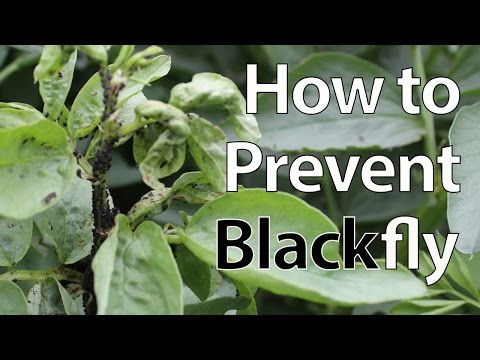 How to Prevent Blackfly from Destroying Broad Bean Plants