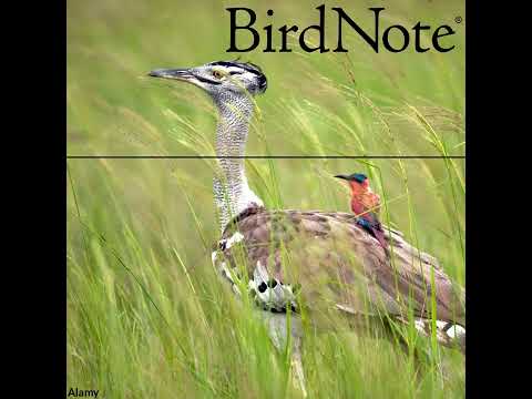 The Bustard and the Bee-eater