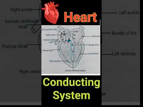 conducting system of heart #viralshort #hearts, #heart, #physiology, #sona